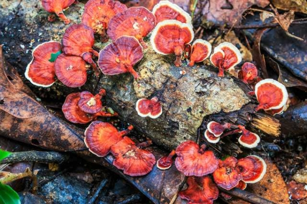 Investigaciones sobre Reishi – Puro Reishi – El reishi más puro del mercado